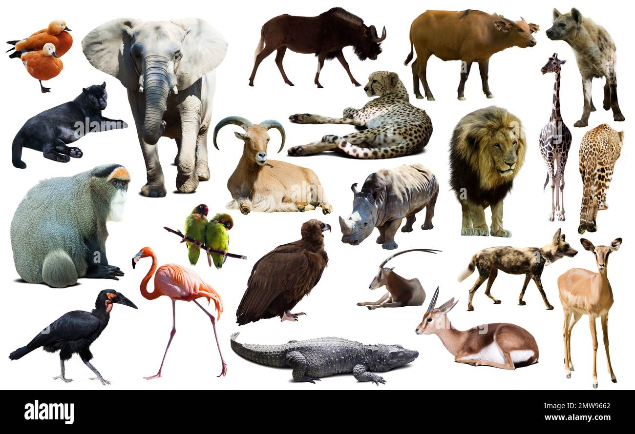 Birds, mammal and other animals of Africa isolated Stock Photo - Alamy