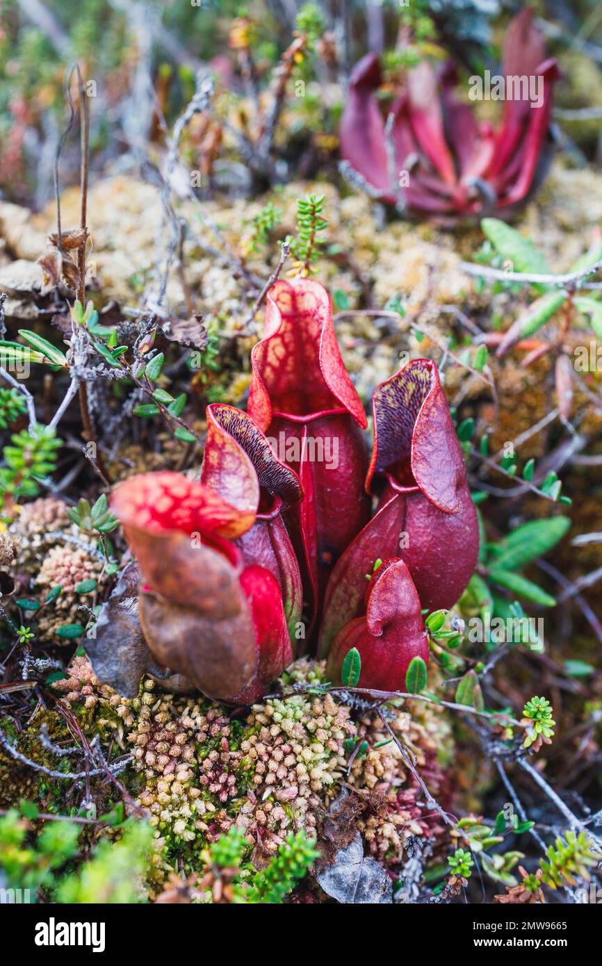American pitcher plants hi-res stock photography and images - Alamy