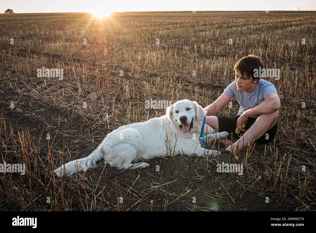 A boy with his friend a golden retriever sits in a field of mowed ...