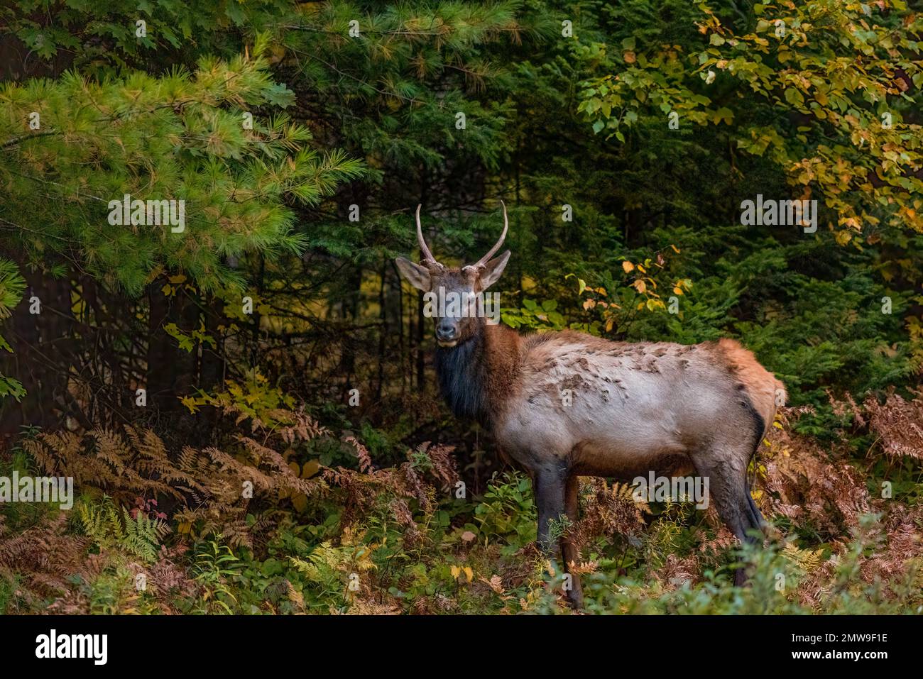 Early morning bull elk in Clam Lake, Wisconsin Stock Photo - Alamy