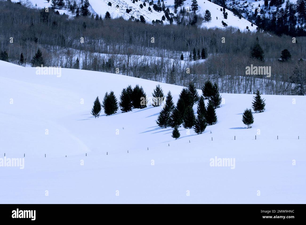 mountain snow field with pine trees Stock Photo - Alamy