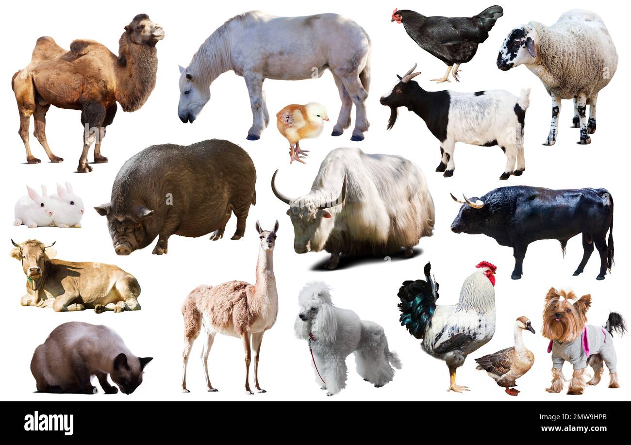 collection farm animals Stock Photo - Alamy
