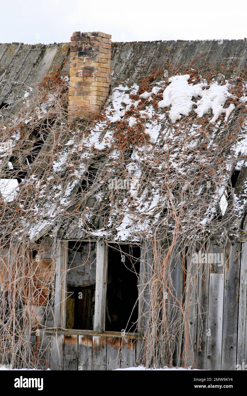 homestead overgrown roof and wall in winter Stock Photo - Alamy