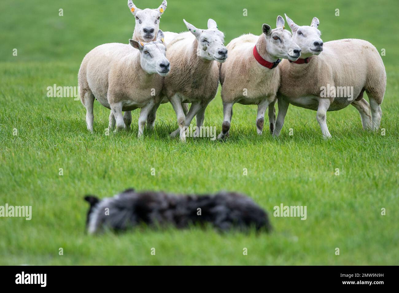 Scottish National Sheepdog Trials Stock Photo - Alamy