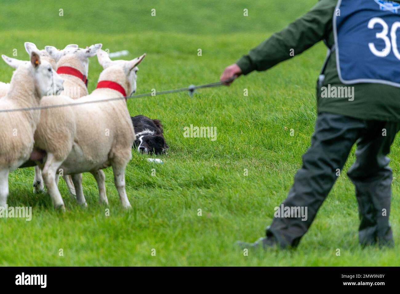 Scottish National Sheepdog Trials Stock Photo - Alamy