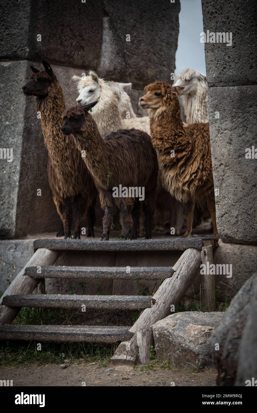 Llama alpaca together hi-res stock photography and images - Alamy
