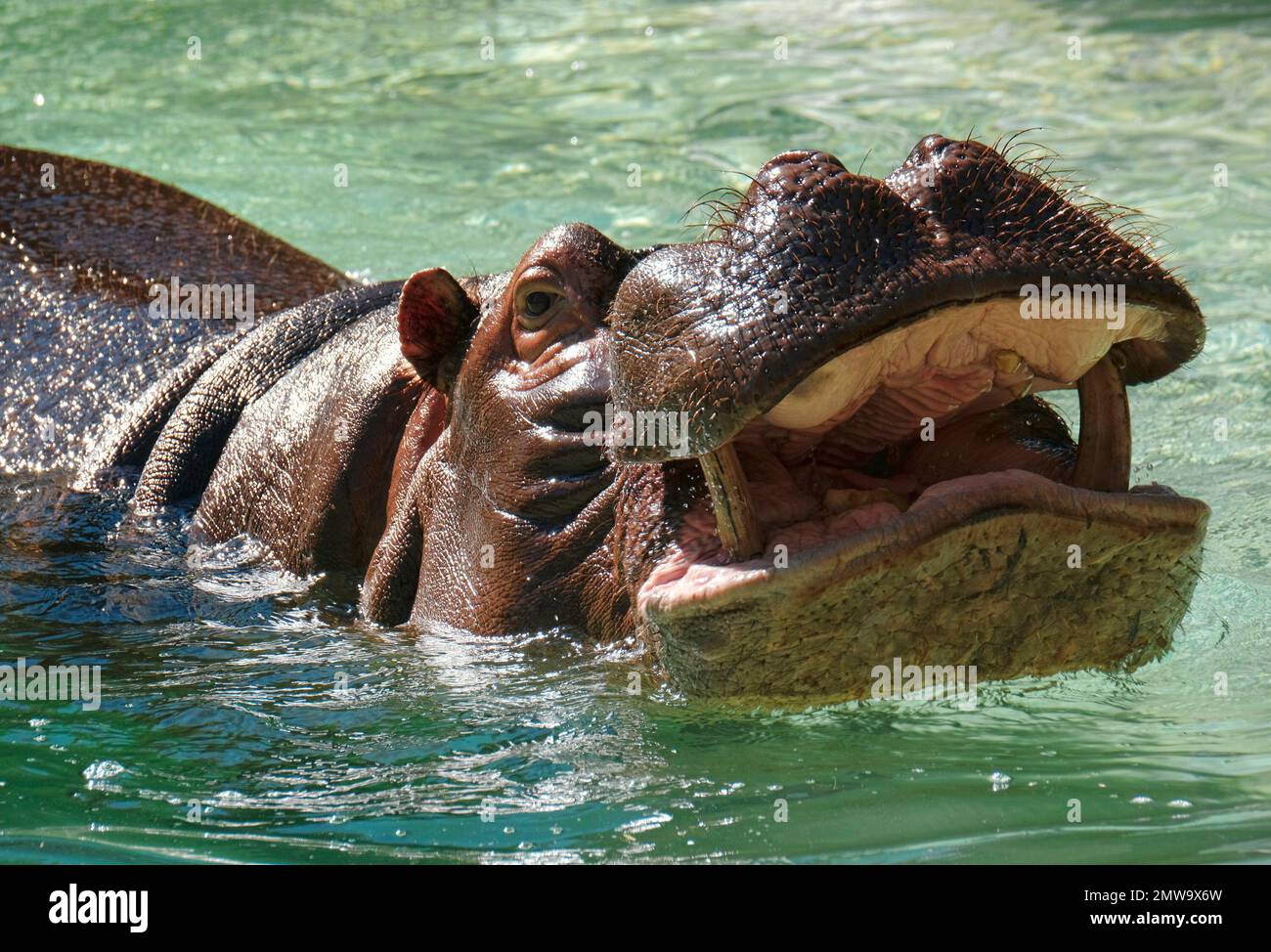 Adhama, takes a dip in the pool at his enclosure at the Los Angeles Zoo ...