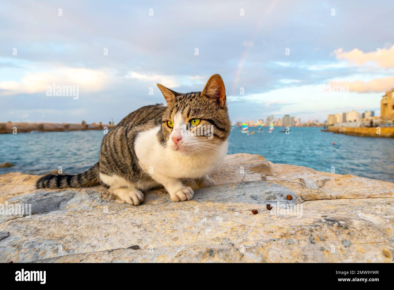 A stray tabby cat sits on a rock at the old port of the ancient city of ...