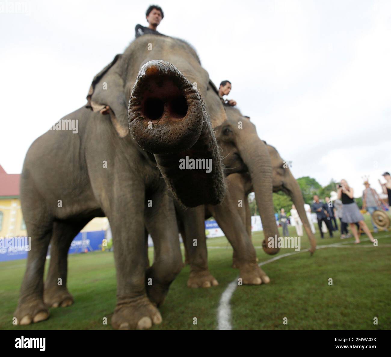 Elephants wait to be fed with fruits before an elephant polo match in ...