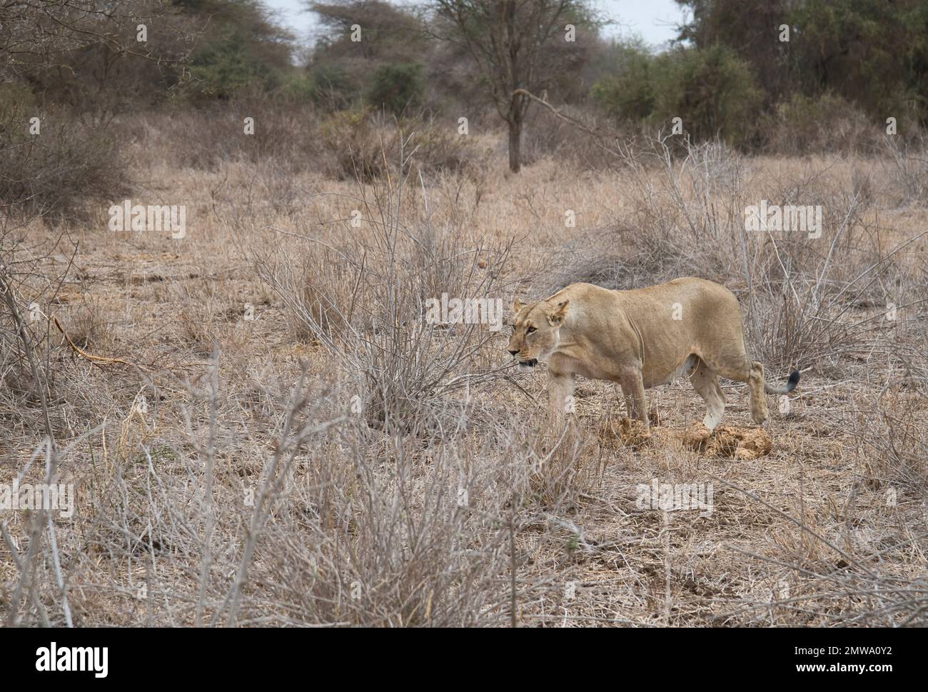 Heavily pregnant female lion (Panthera leo) setting off hunting Stock ...