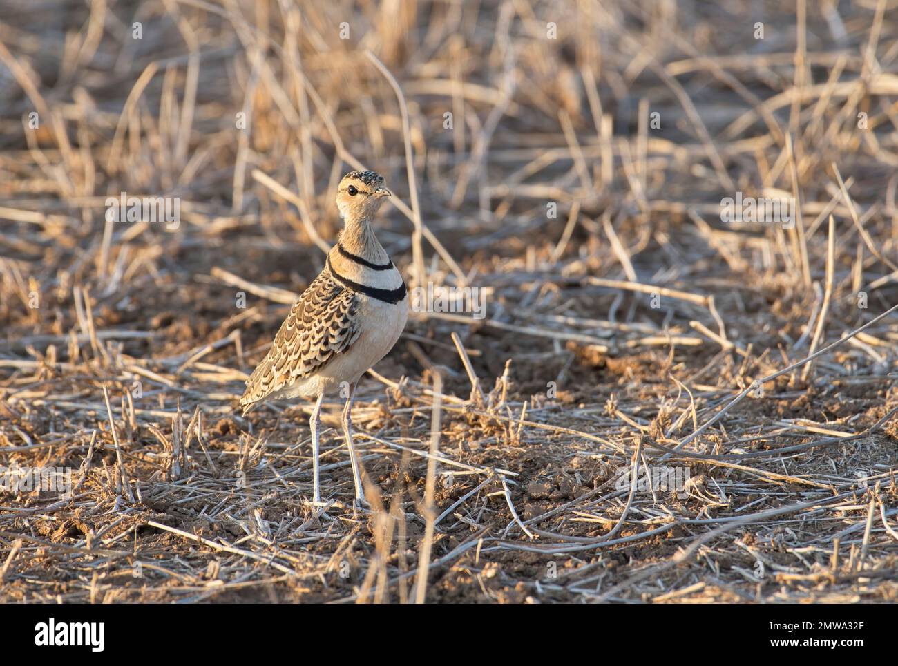 Double-banded courser (Smutsornis africanus) photographed in evening ...