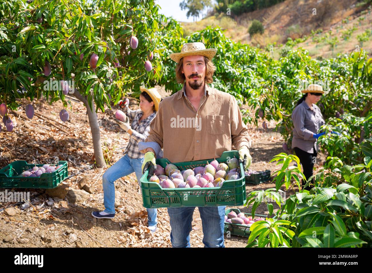 Gardener with box of ripe mangoes during harvest in orchard Stock Photo ...