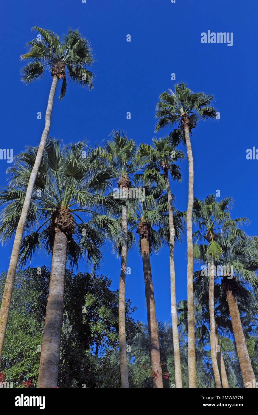 Fan palm trees in Palm Springs, California, USA Stock Photo - Alamy