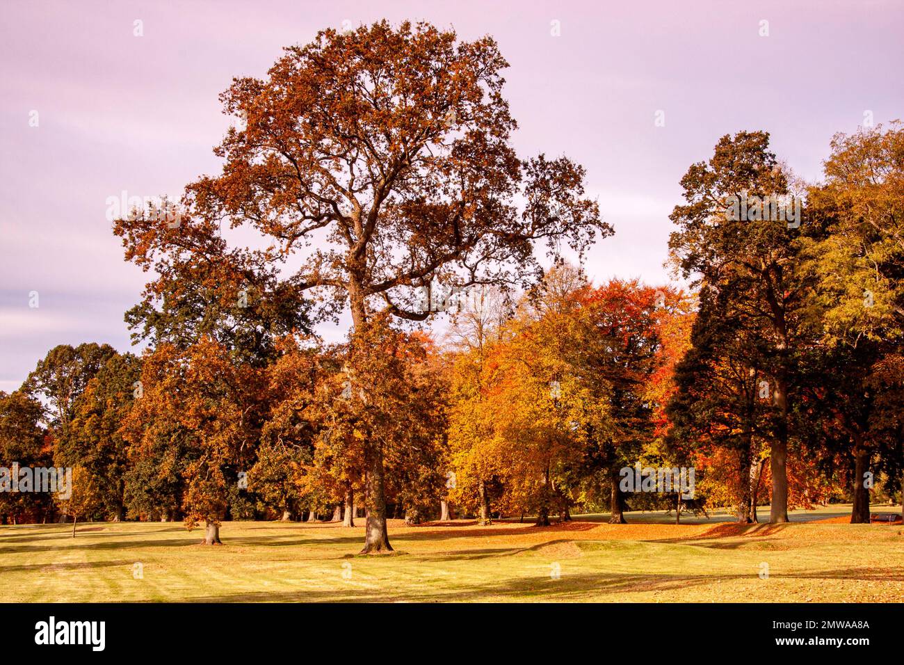 Beautiful and colourful autumn scenery at Dundee's Camperdown Country ...