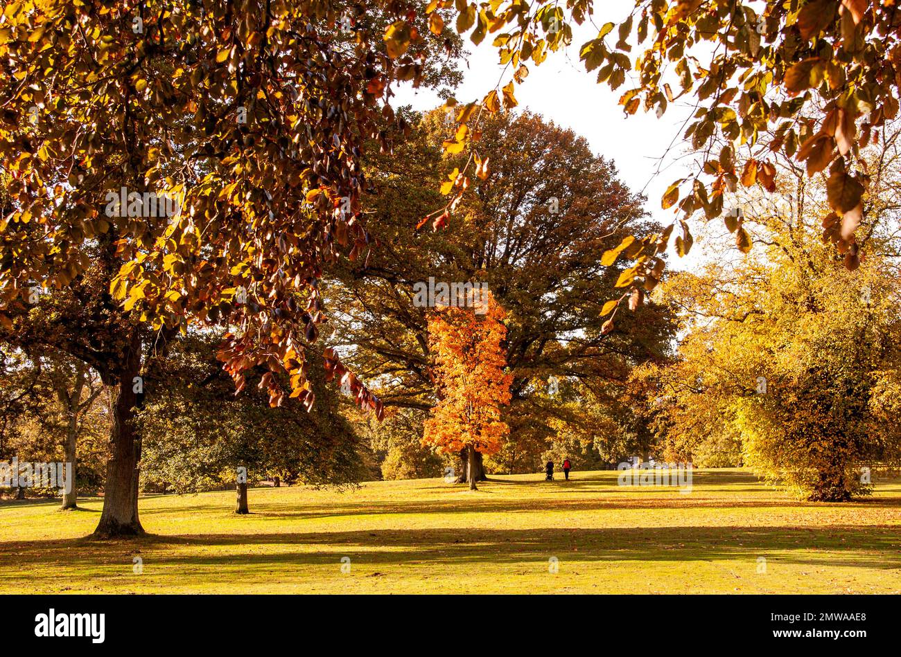Beautiful and colourful autumn scenery at Dundee's Camperdown Country ...