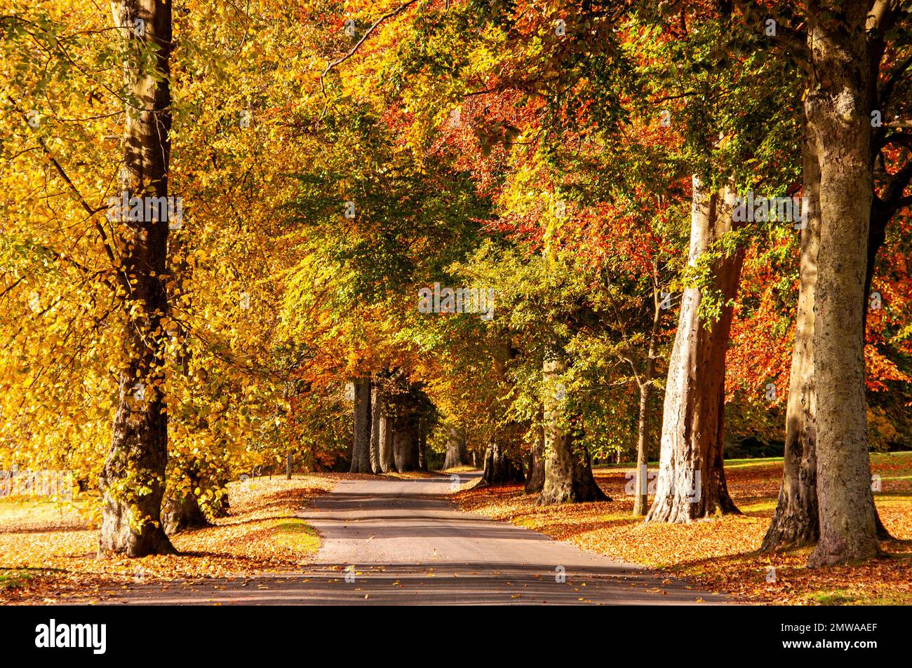 Beautiful and colourful autumn scenery at Dundee's Camperdown Country ...