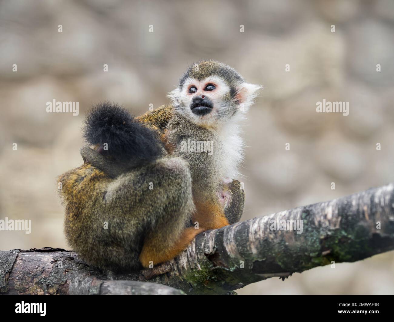 Family of Common squirrel monkeys. Female and baby Saimiri sciureus are ...