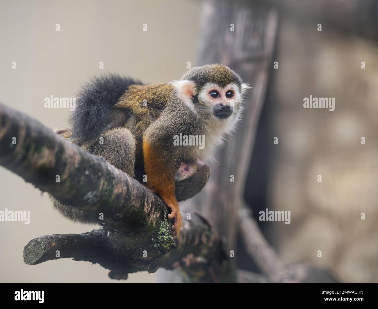 Family of Common squirrel monkeys. Female and baby Saimiri sciureus are ...