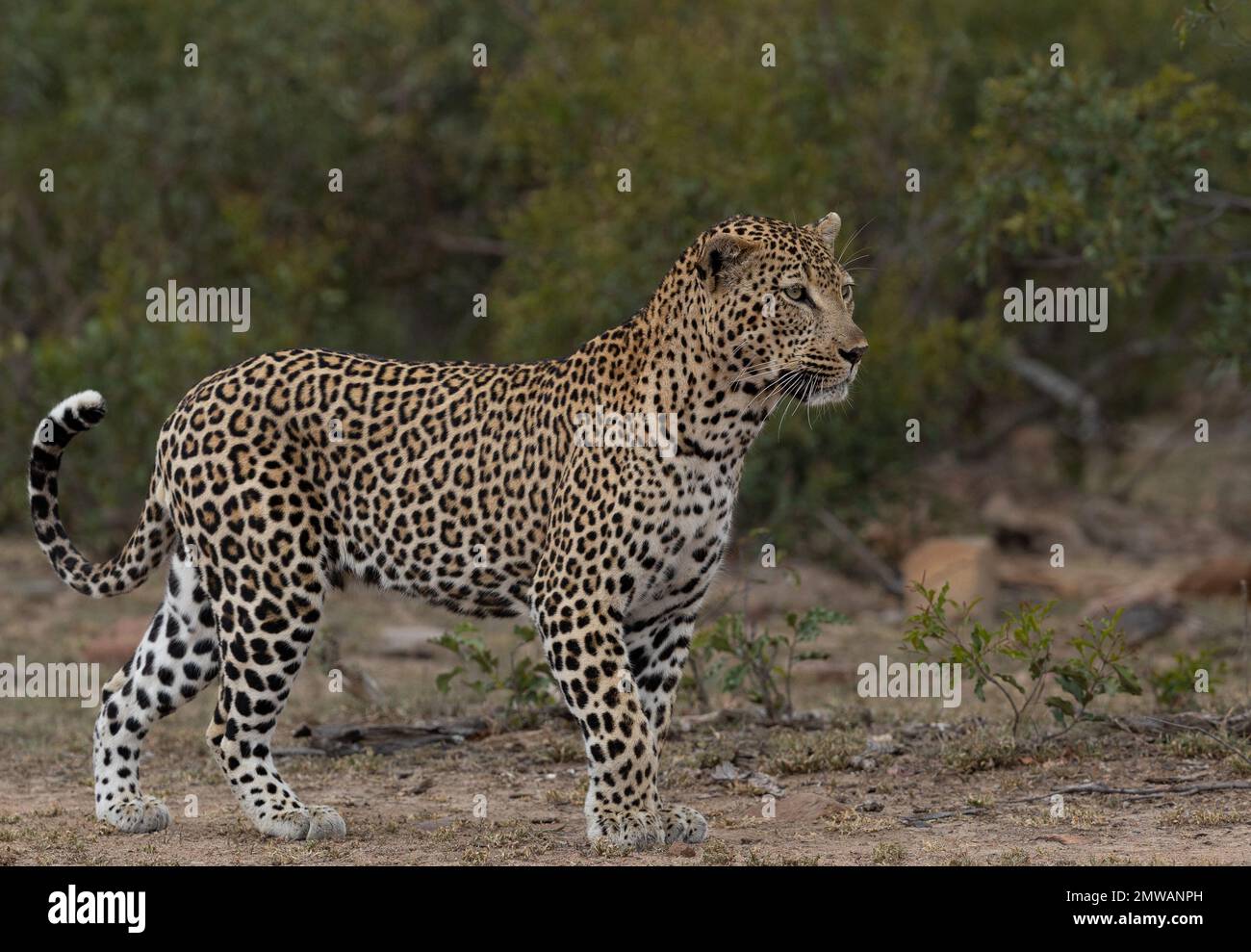 a stunningly beautiful large male leopard on the prowl in the Kruger ...