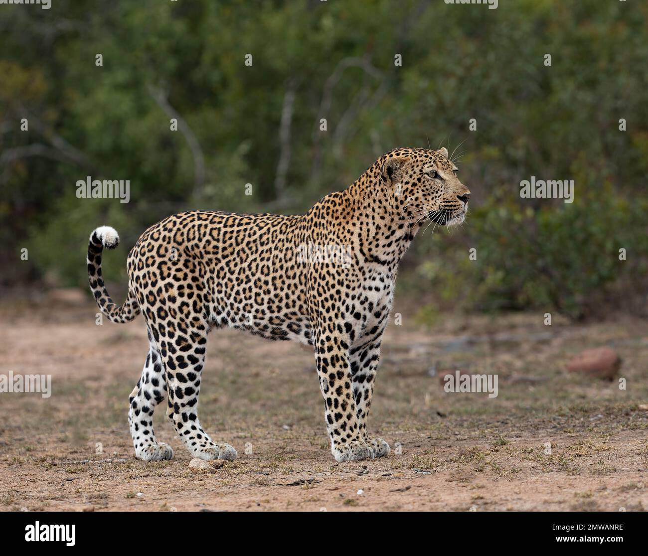 a stunningly beautiful large male leopard on the prowl in the Kruger ...