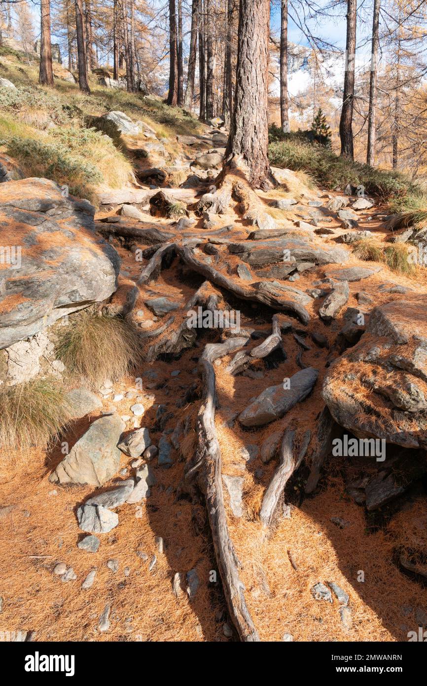 A vertical shot of the superficial roots of a pine tree in the mountain ...