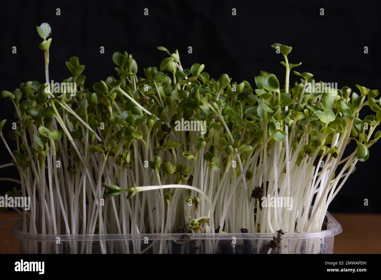 Radish growing container hi-res stock photography and images - Alamy