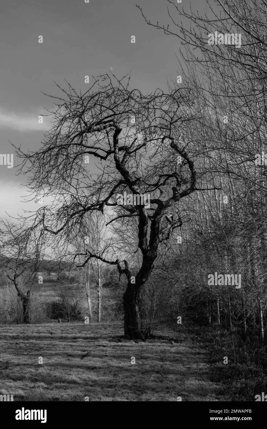 The Old Wisdom Tree Stock Photo - Alamy