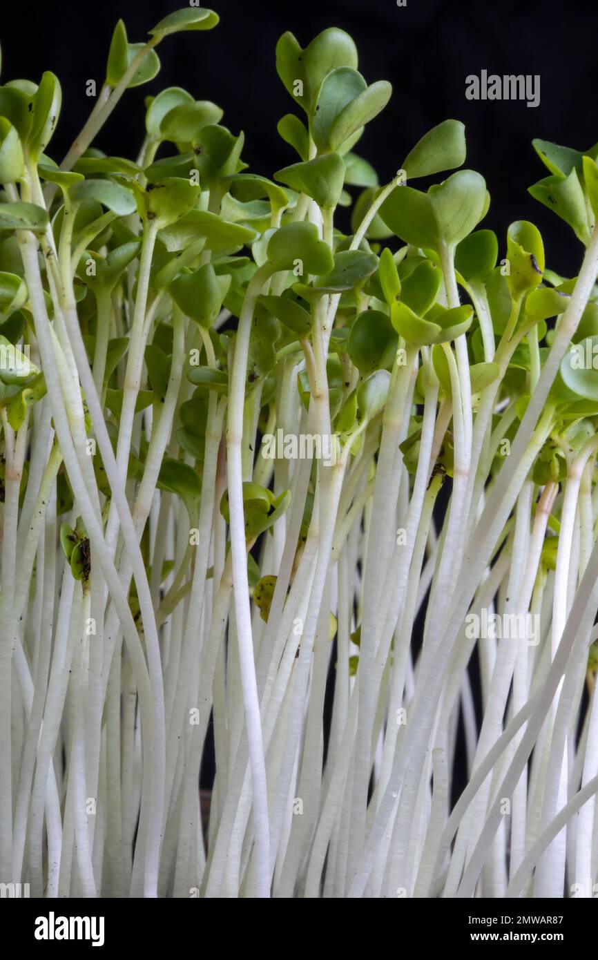Radish growing container hi-res stock photography and images - Alamy