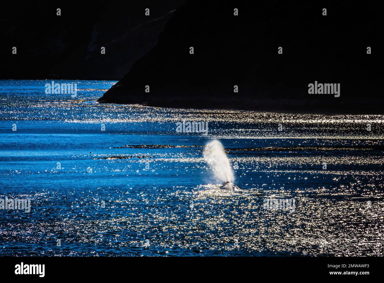 Eschrichtiidae hi-res stock photography and images - Alamy