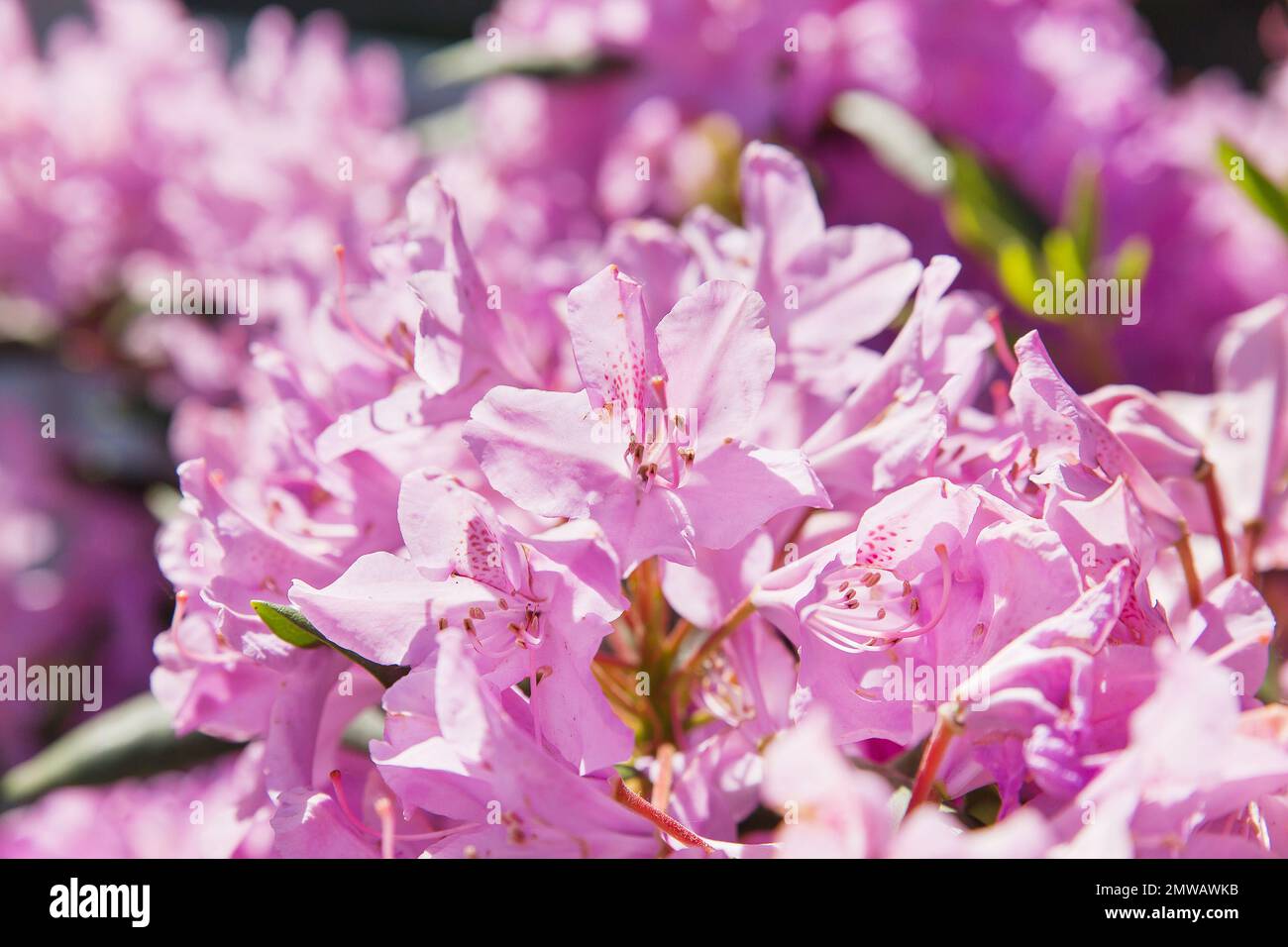 Bright pink Rhododendron in garden. Spring background with thickly ...