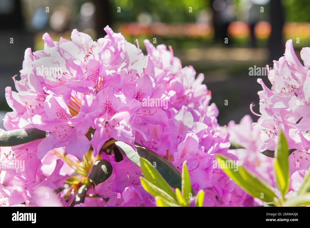 Bright pink Rhododendron in garden. Spring background with thickly ...