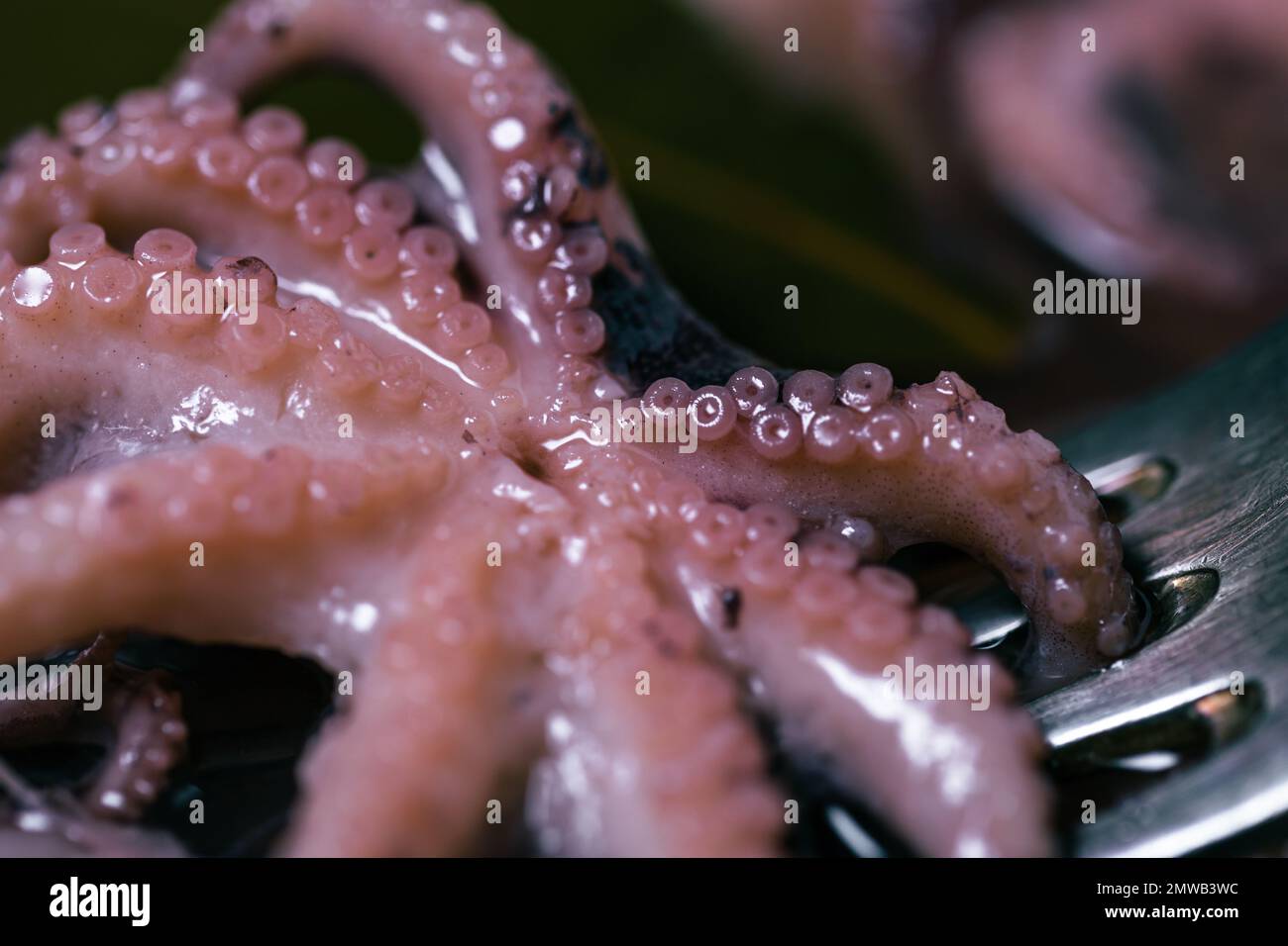 Boiled octopus is in the pan. Pulpo a la Gallega (Galician-style ...