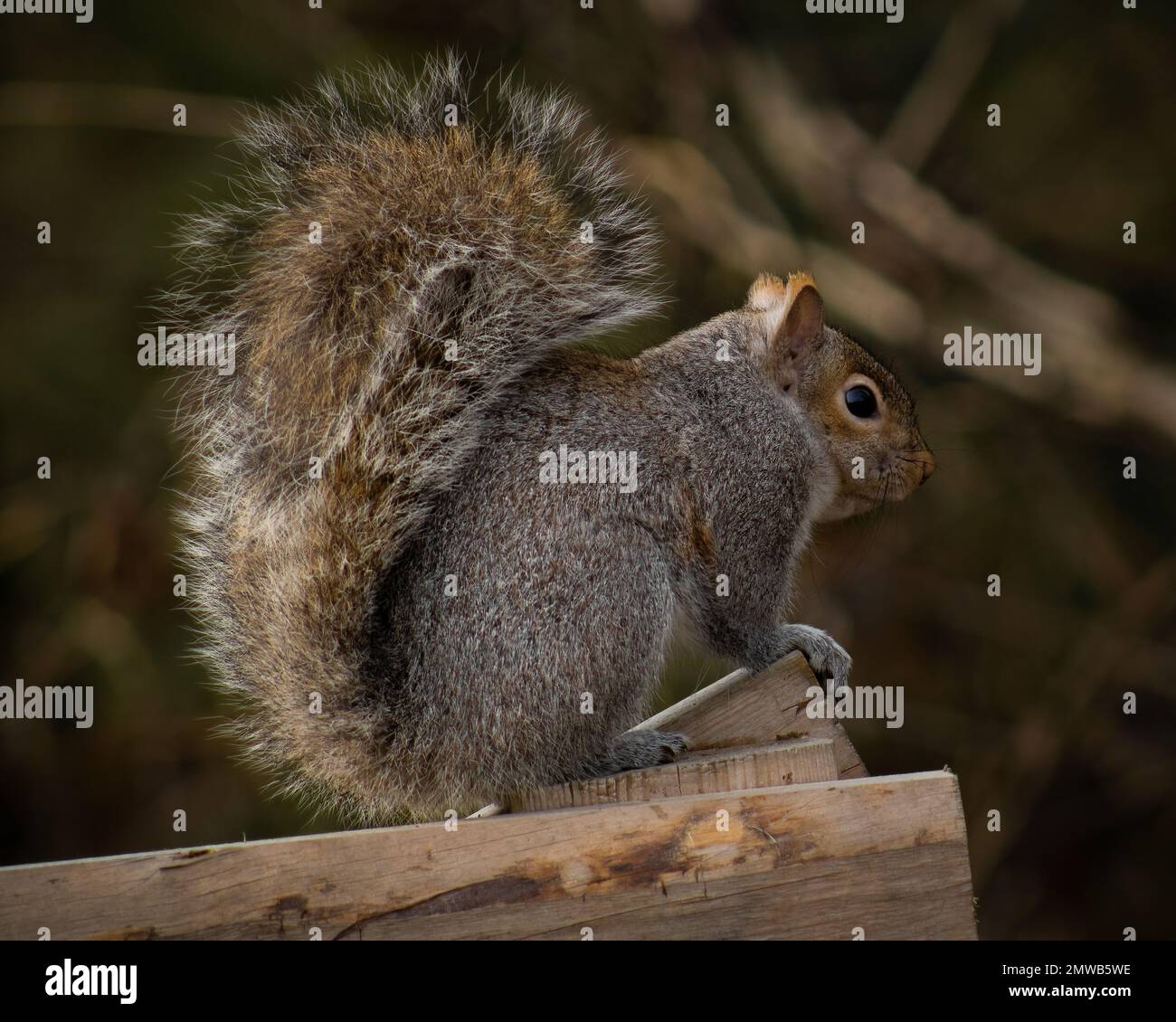 Sciurus douglasii hi-res stock photography and images - Alamy