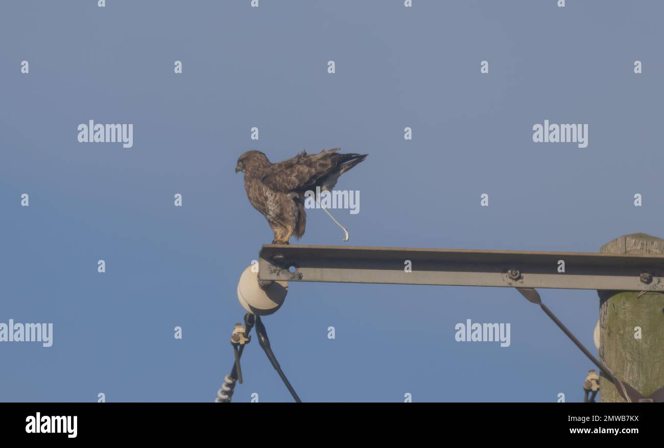 Buzzard sat in a tree taken on 25/1/2023 Stock Photo - Alamy