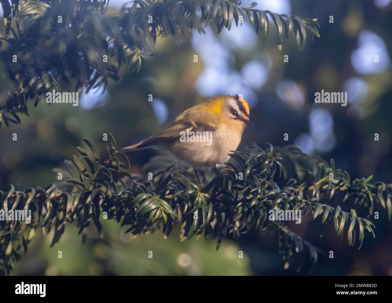 fire crest flying around Stock Photo - Alamy