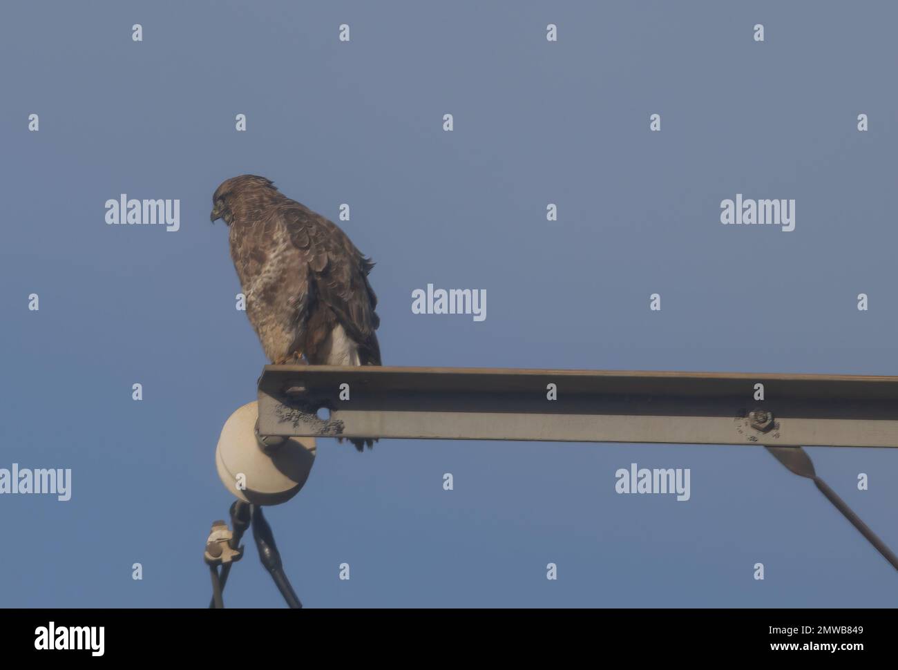 Eurasian common buzzard in hi-res stock photography and images - Alamy