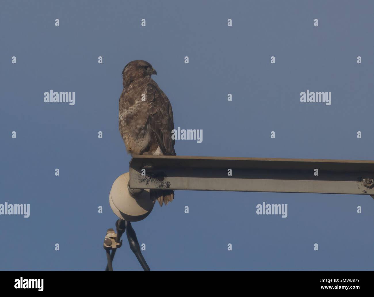 Brown buzzard bird on tree hi-res stock photography and images - Alamy