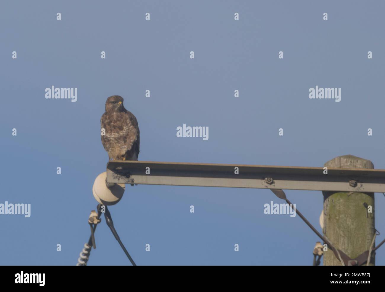 Eurasian buzzard hi-res stock photography and images - Alamy