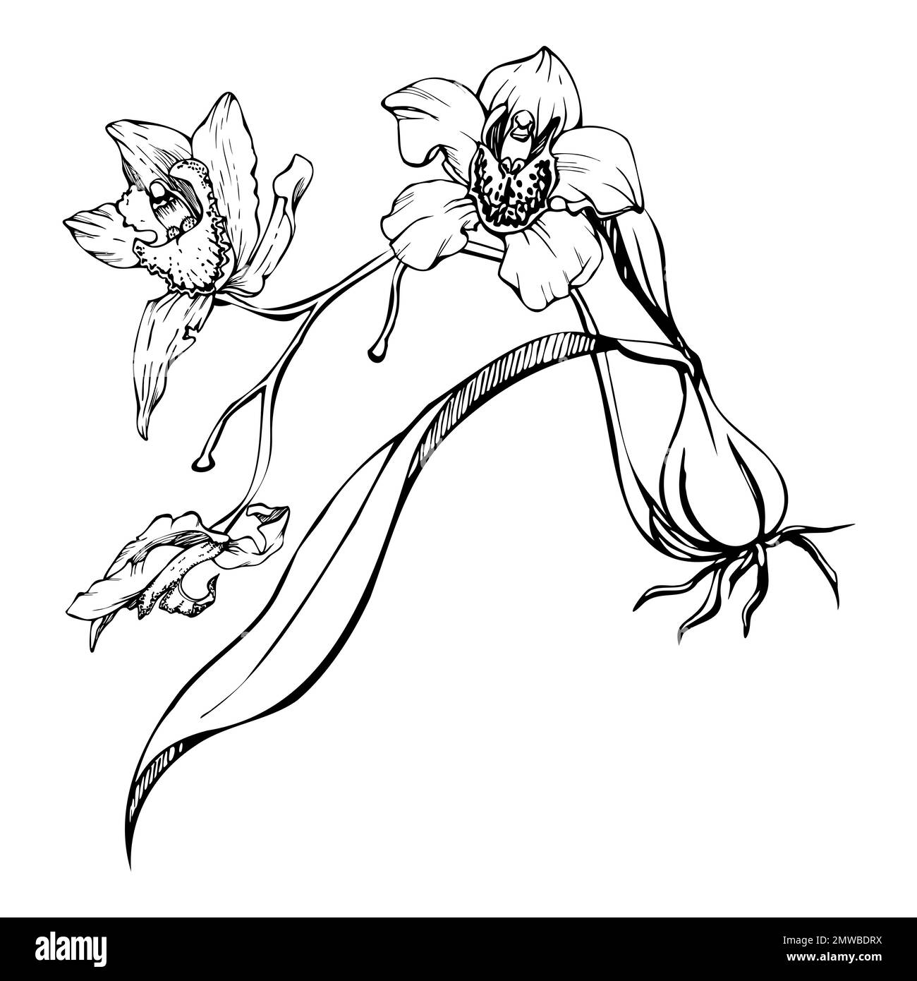 Orchid Drawings Pen And Ink