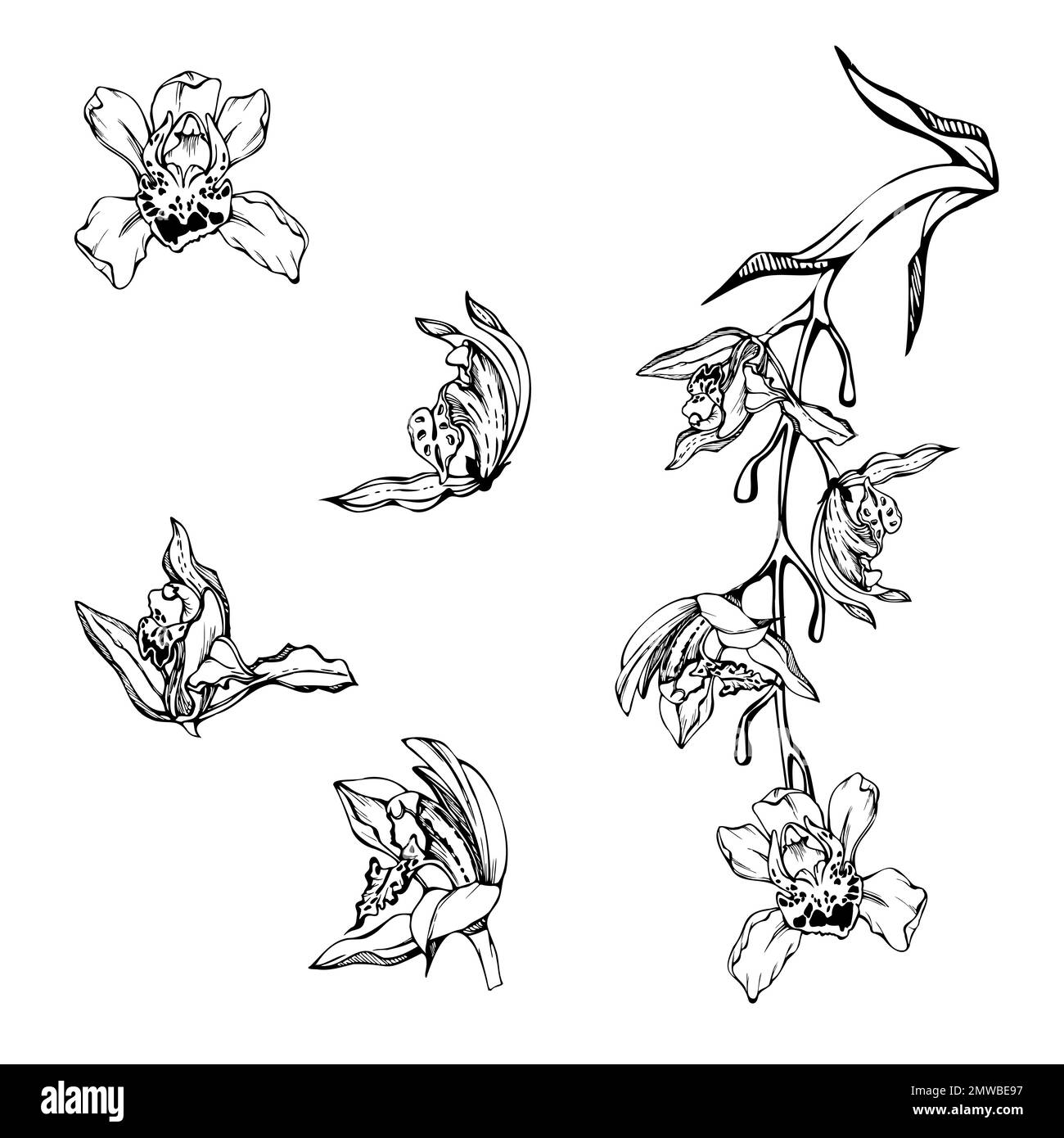 Hand drawn vector ink orchid flowers, stems, leaves, monochrome ...