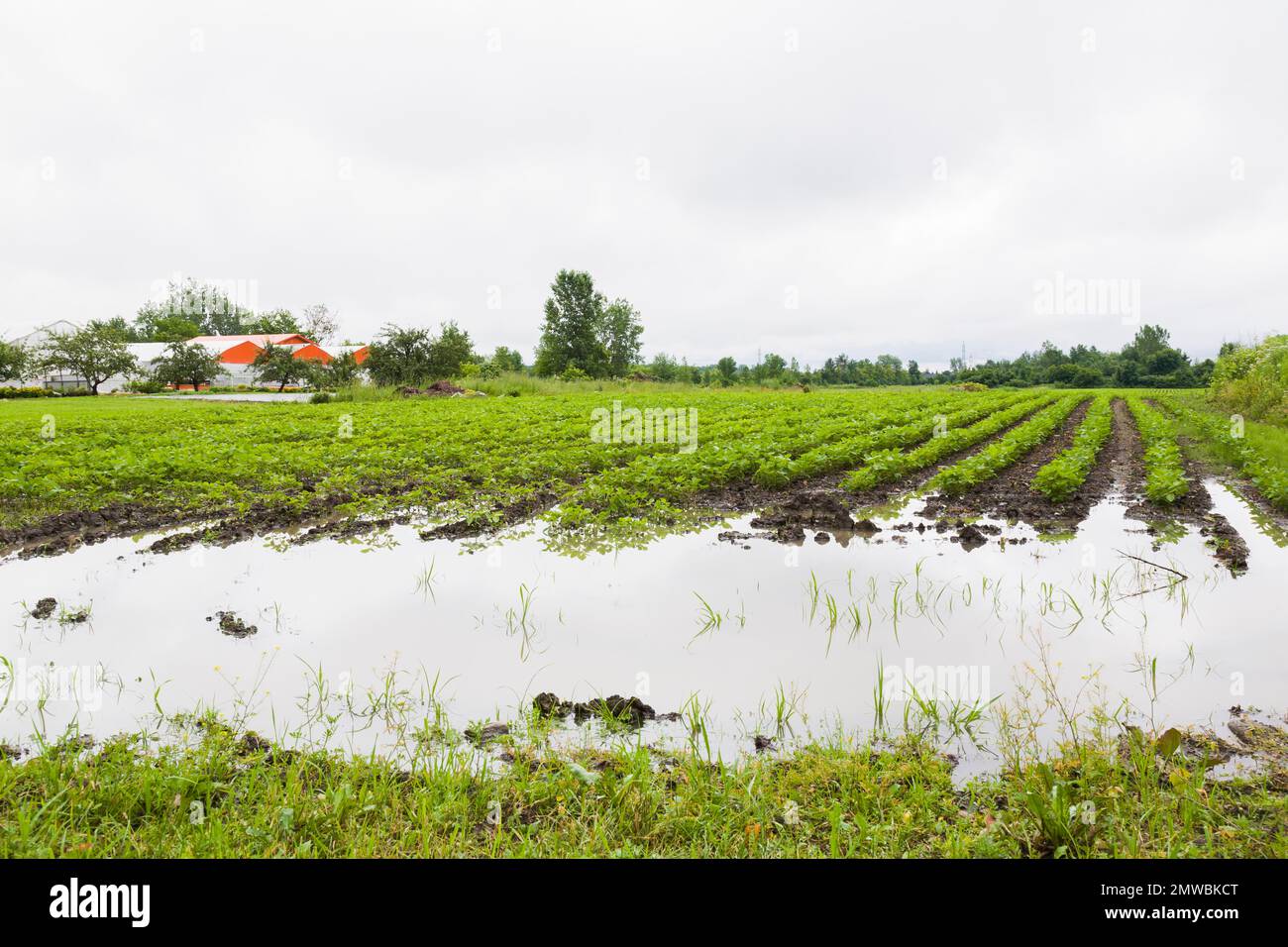 Agricultural crop field flooded with excess rain water due to the ...