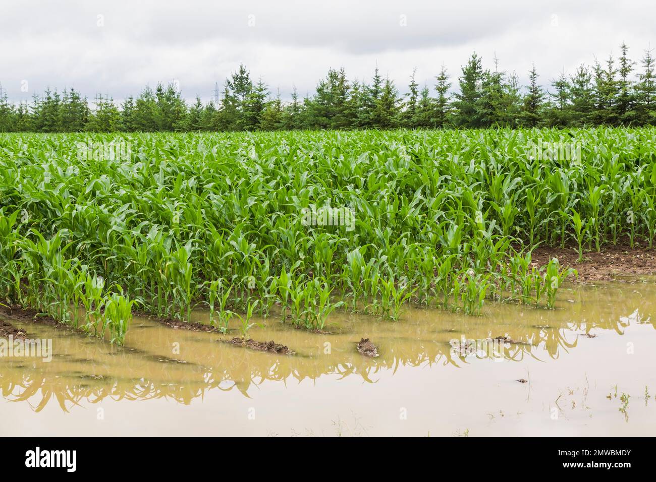 Zea mays - Corn field flooded with excess rain water due to the effects ...