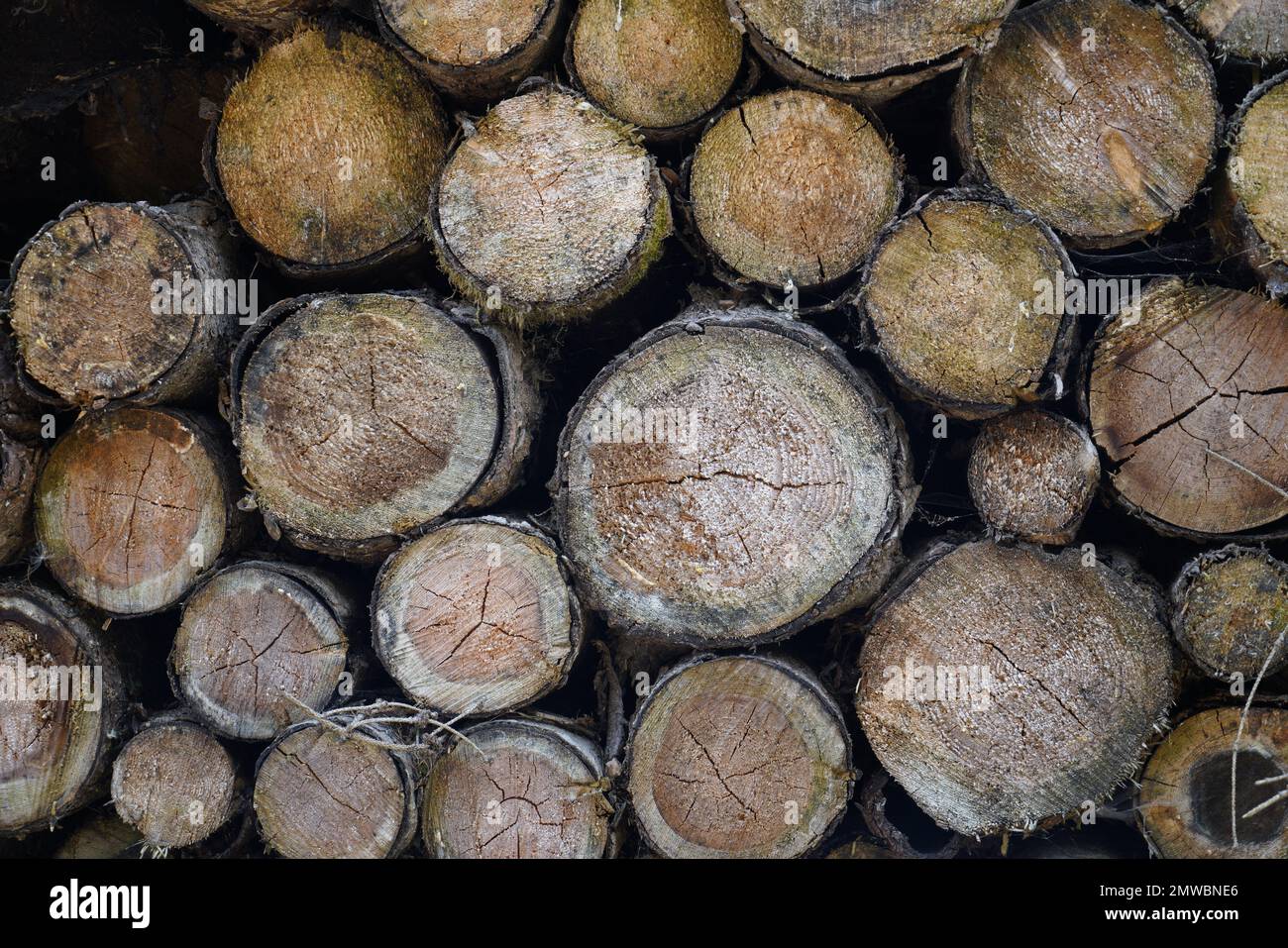 A view of diseased trees in the forest cut down and stored for firewood ...
