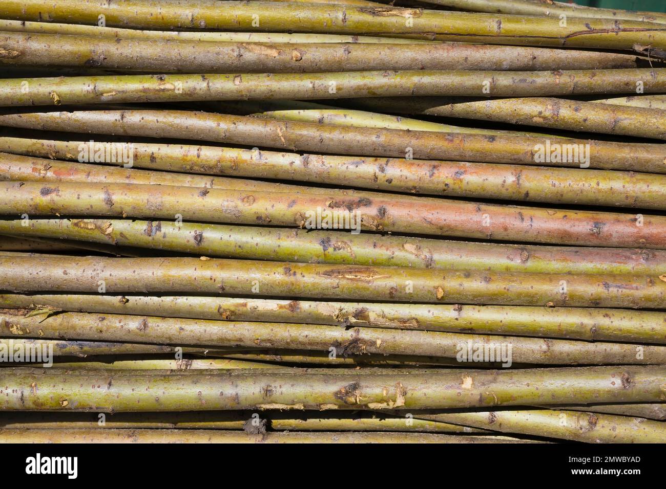 Stack of cut small deciduous tree trunks Stock Photo - Alamy