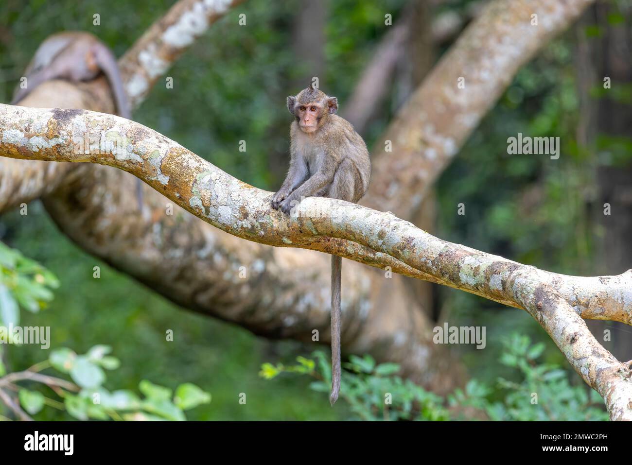 The Macaque Monkey sitting on tree in Cambodia Jungle Stock Photo - Alamy