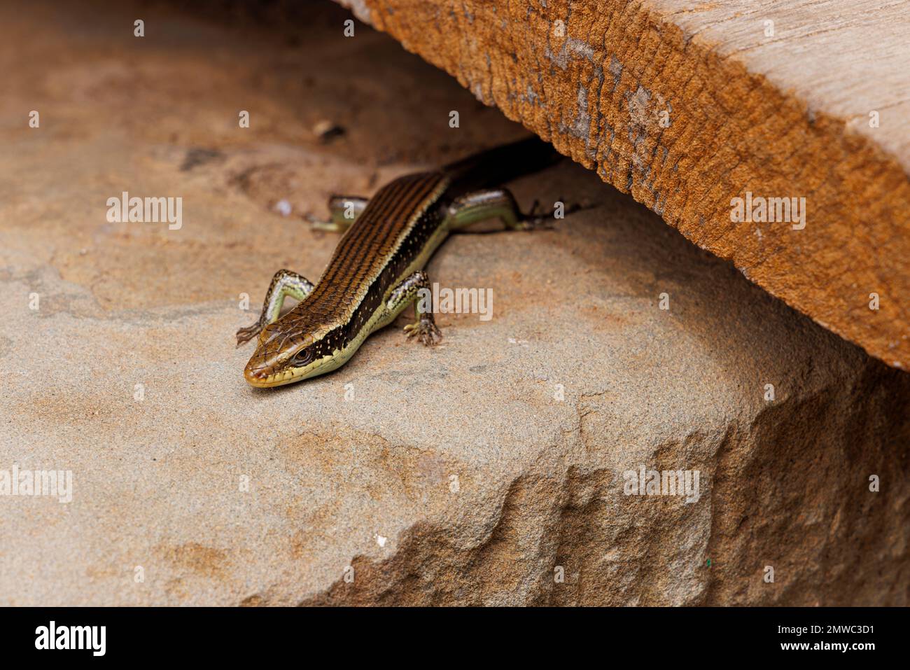 Beautiful shot long tailed hi-res stock photography and images - Alamy