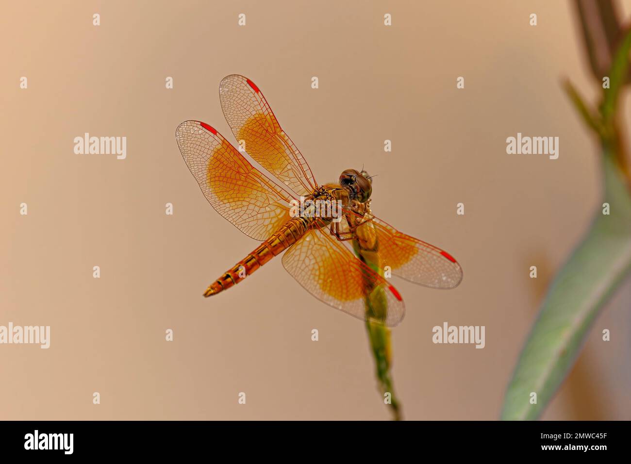 Jewel dragonfly hi-res stock photography and images - Alamy