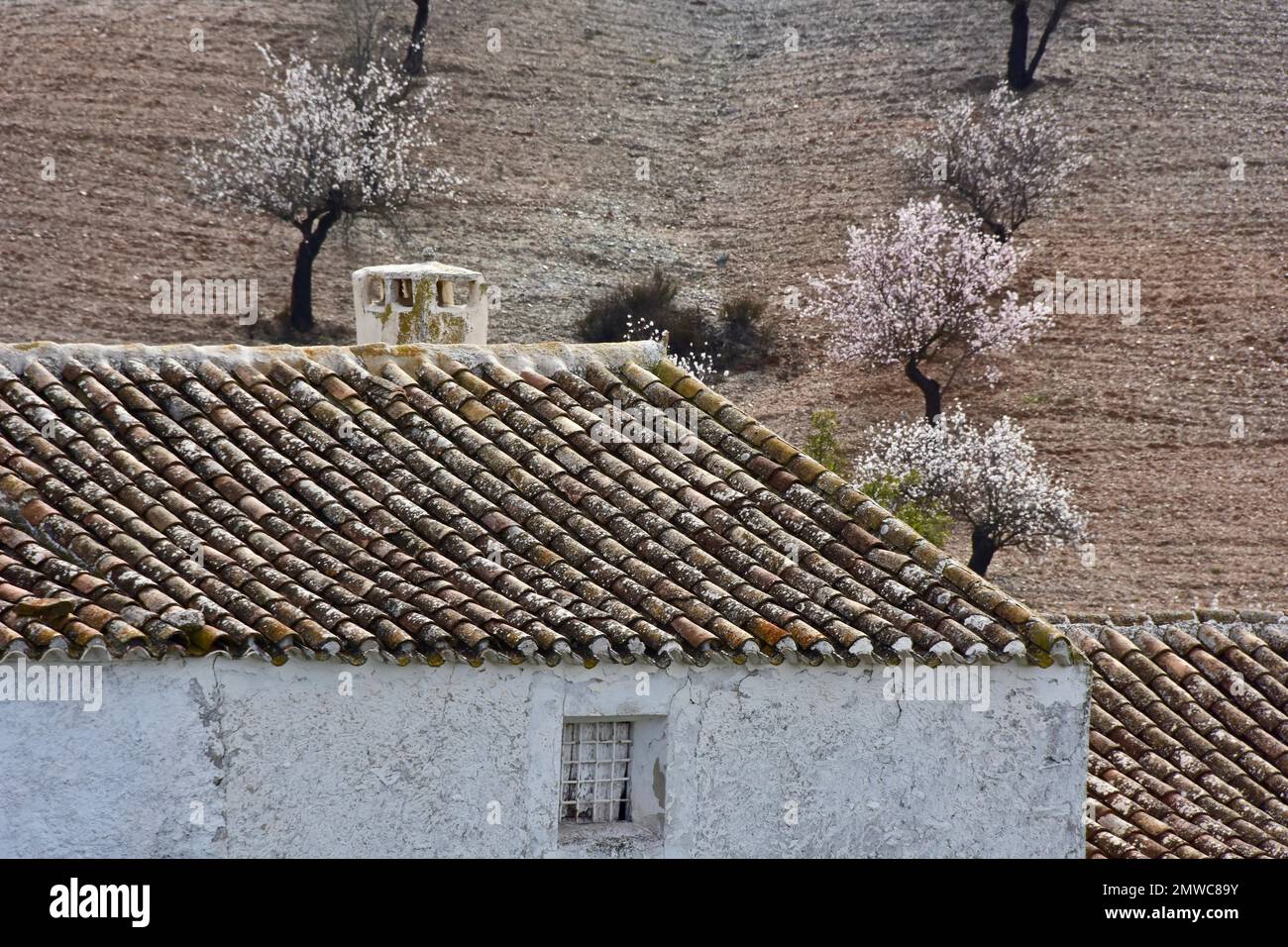 Roof of a Spanish country house, behind it a field with blossoming ...