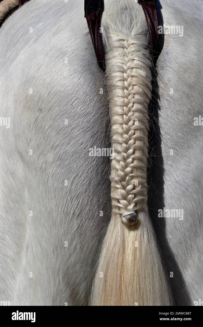 Festively plaited tail of a white horse, Spain Stock Photo - Alamy