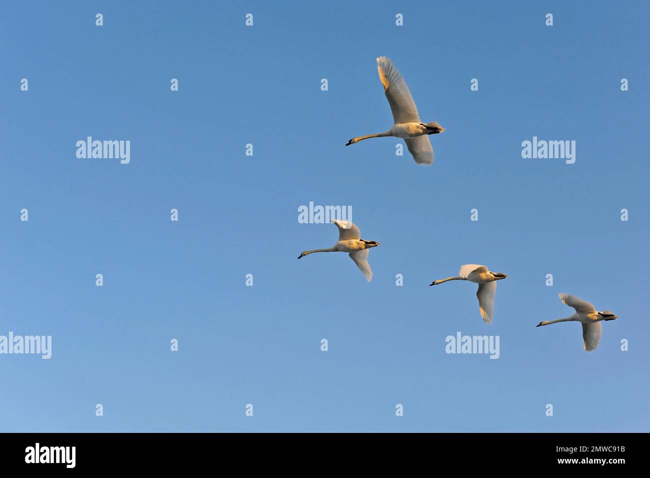 Flying swans from below Stock Photo - Alamy